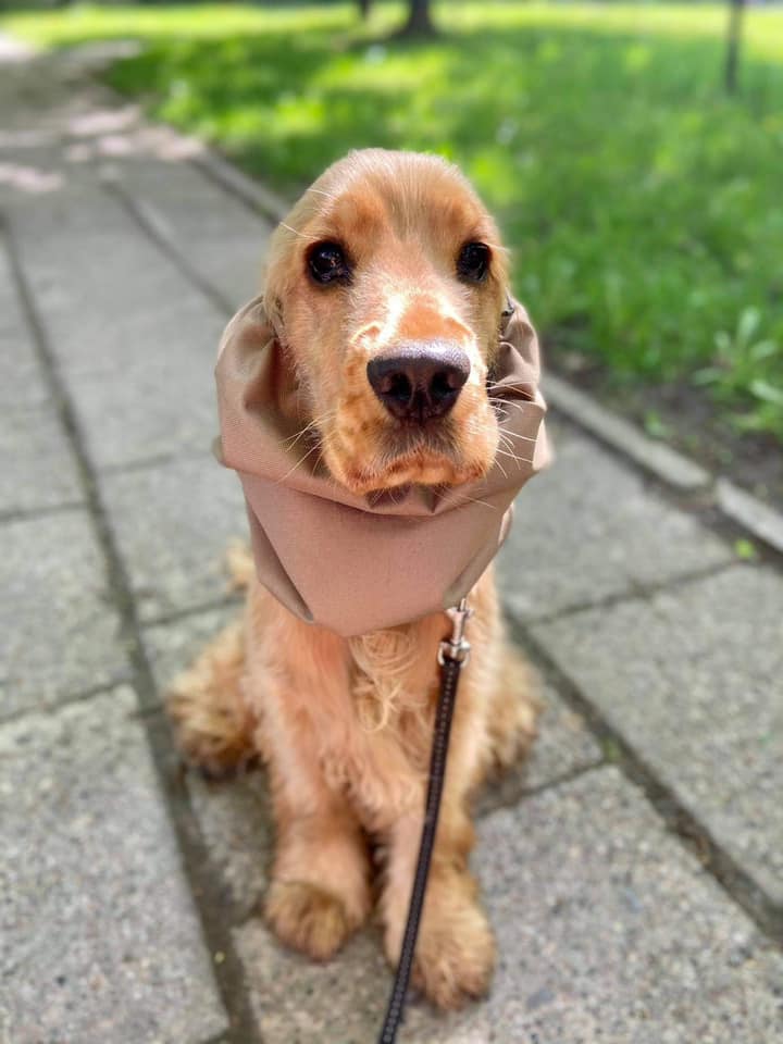 Distinguished Dog Collars, Snoods, Bandanas, Leashes and Harnesses ...