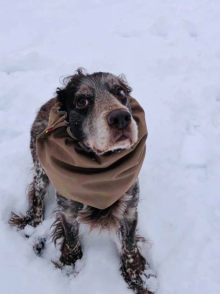 Distinguished Dog Collars, Snoods, Bandanas, Leashes and Harnesses ...