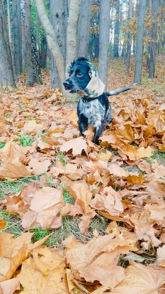 Distinguished Dog Collars, Snoods, Bandanas, Leashes and Harnesses ...