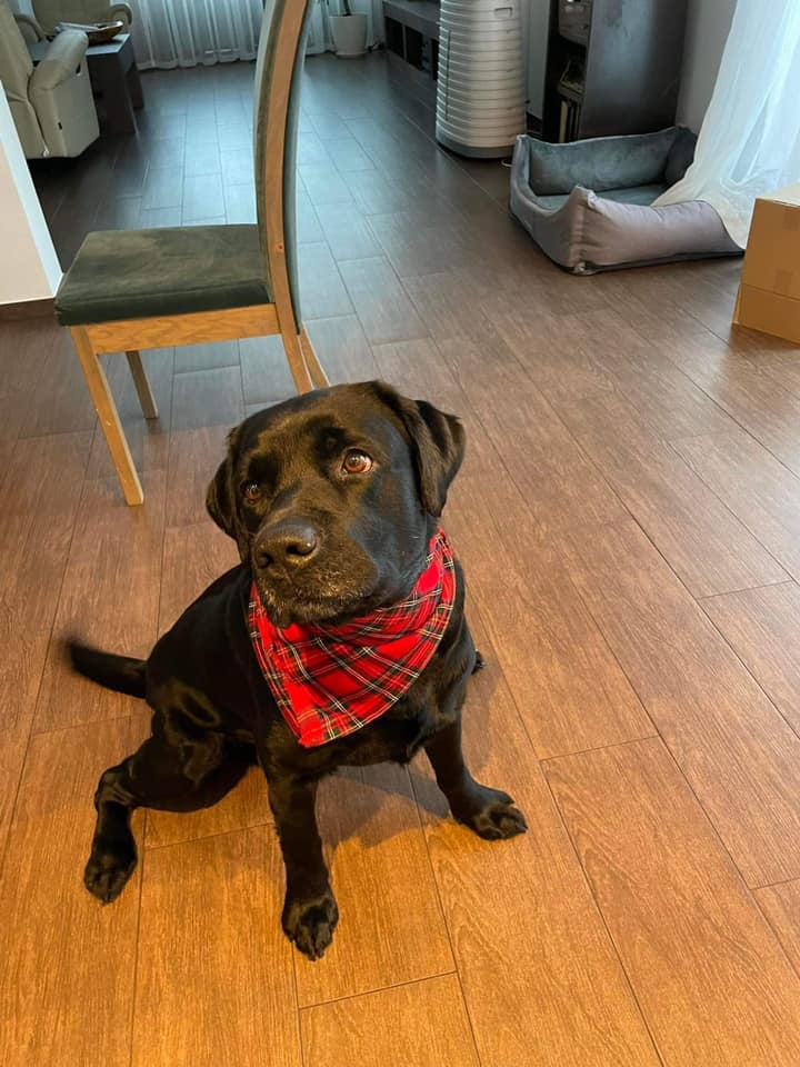 Distinguished Dog Collars, Snoods, Bandanas, Leashes and Harnesses ...