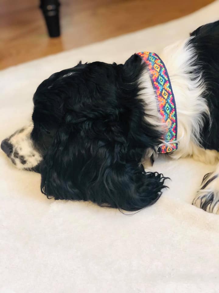 Distinguished Dog Collars, Snoods, Bandanas, Leashes and Harnesses ...