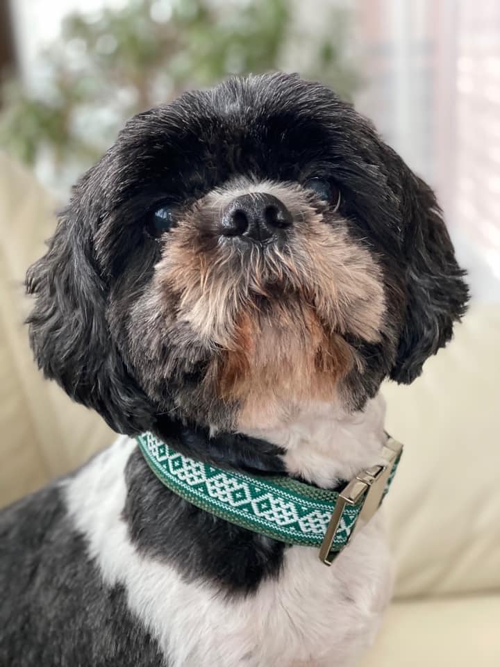 Distinguished Dog Collars, Snoods, Bandanas, Leashes and Harnesses ...