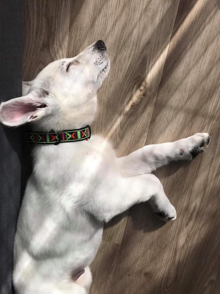 Distinguished Dog Collars, Snoods, Bandanas, Leashes and Harnesses ...