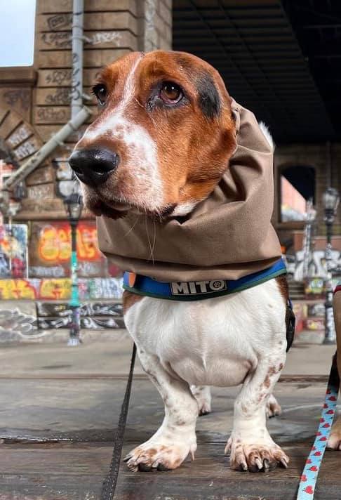 Distinguished Dog Collars, Snoods, Bandanas, Leashes and Harnesses ...