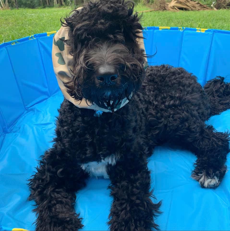 Distinguished Dog Collars, Snoods, Bandanas, Leashes and Harnesses ...